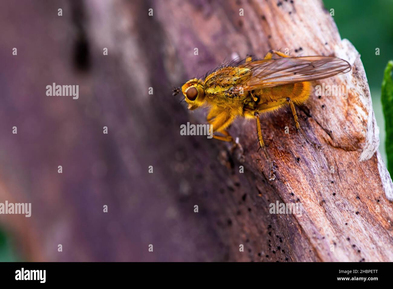 Macro shot of a yellow almost golden looking fly Stock Photo - Alamy