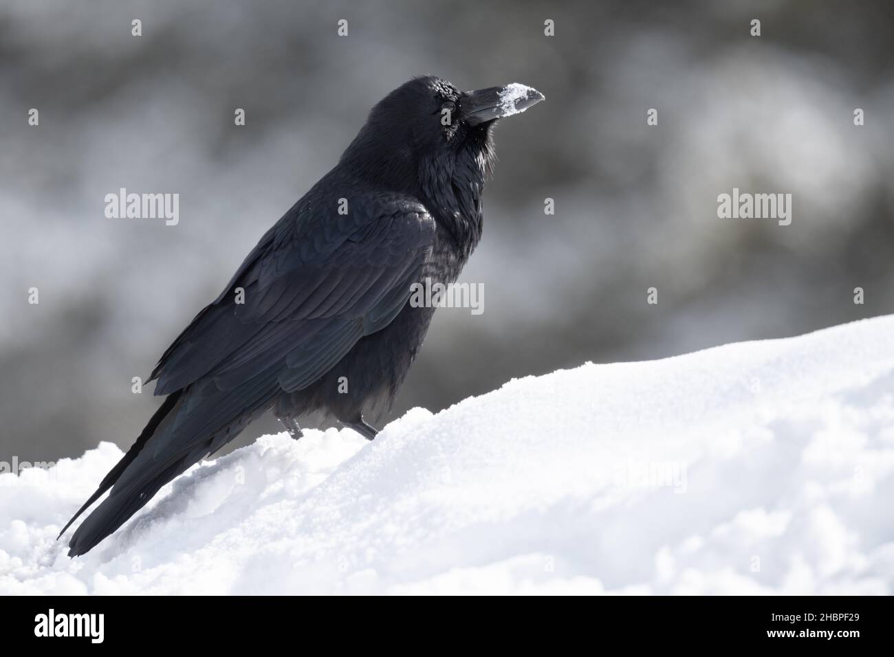 Wild raven hi-res stock photography and images - Alamy