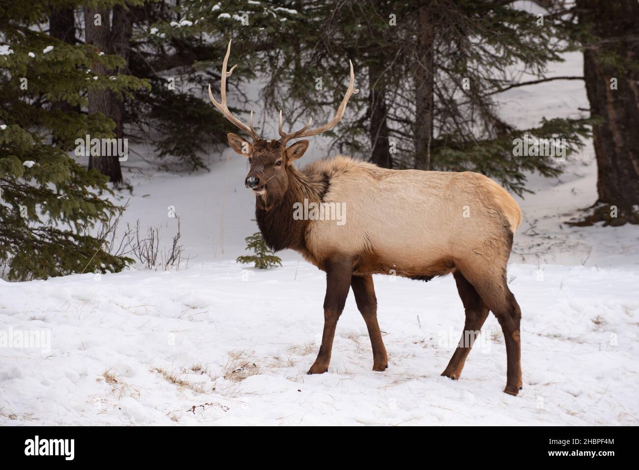 Wild antlered Elk feeding in a snowy winter forest in Banff National ...