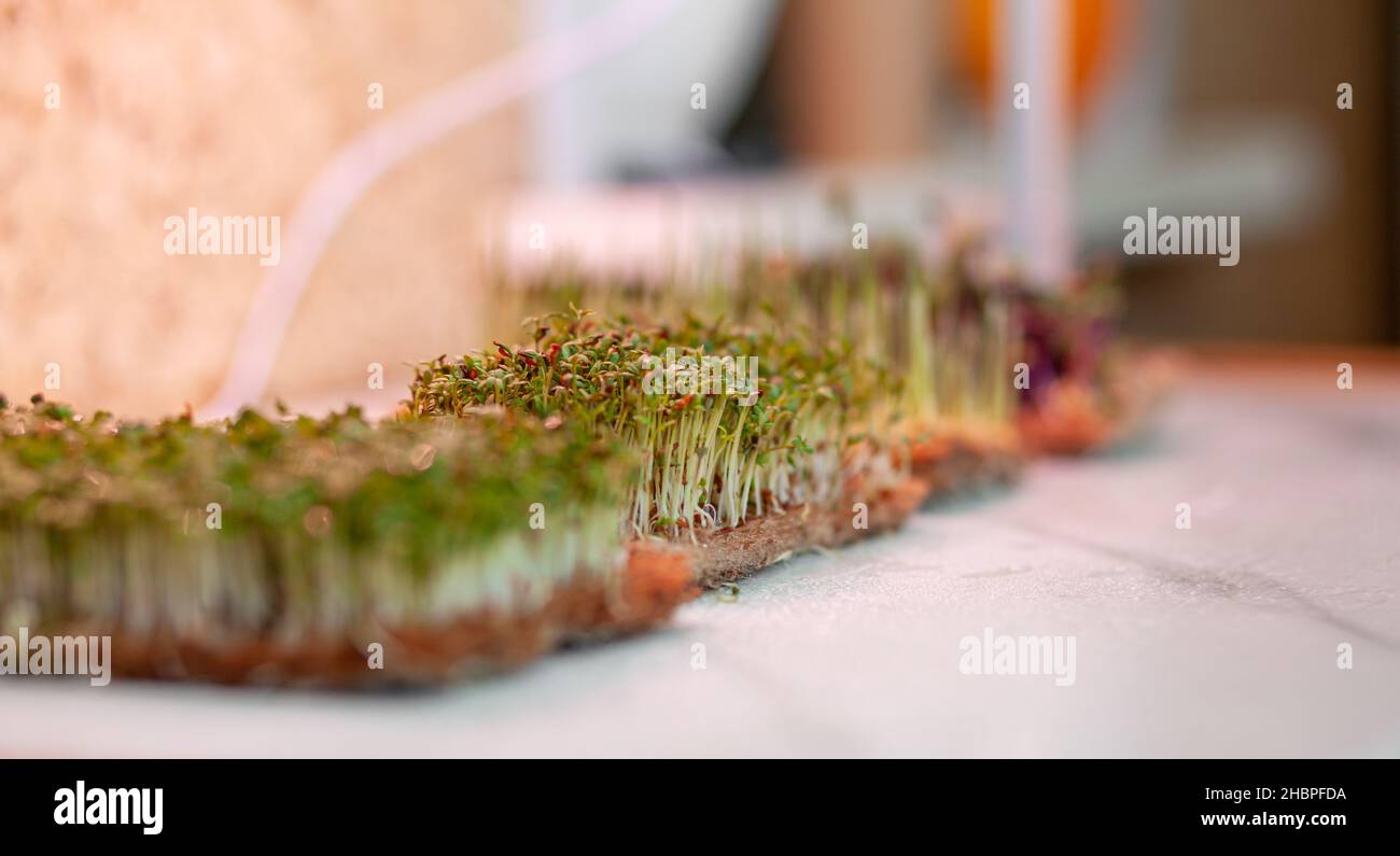 Close-up of micro greens of mustard, arugula and other plants at home ...
