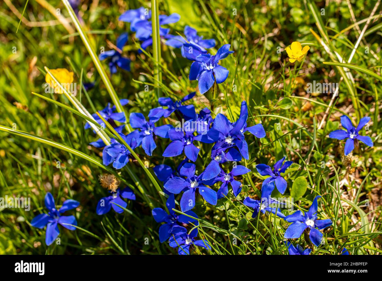 Gentiana verna flower growing in meadow Stock Photo - Alamy