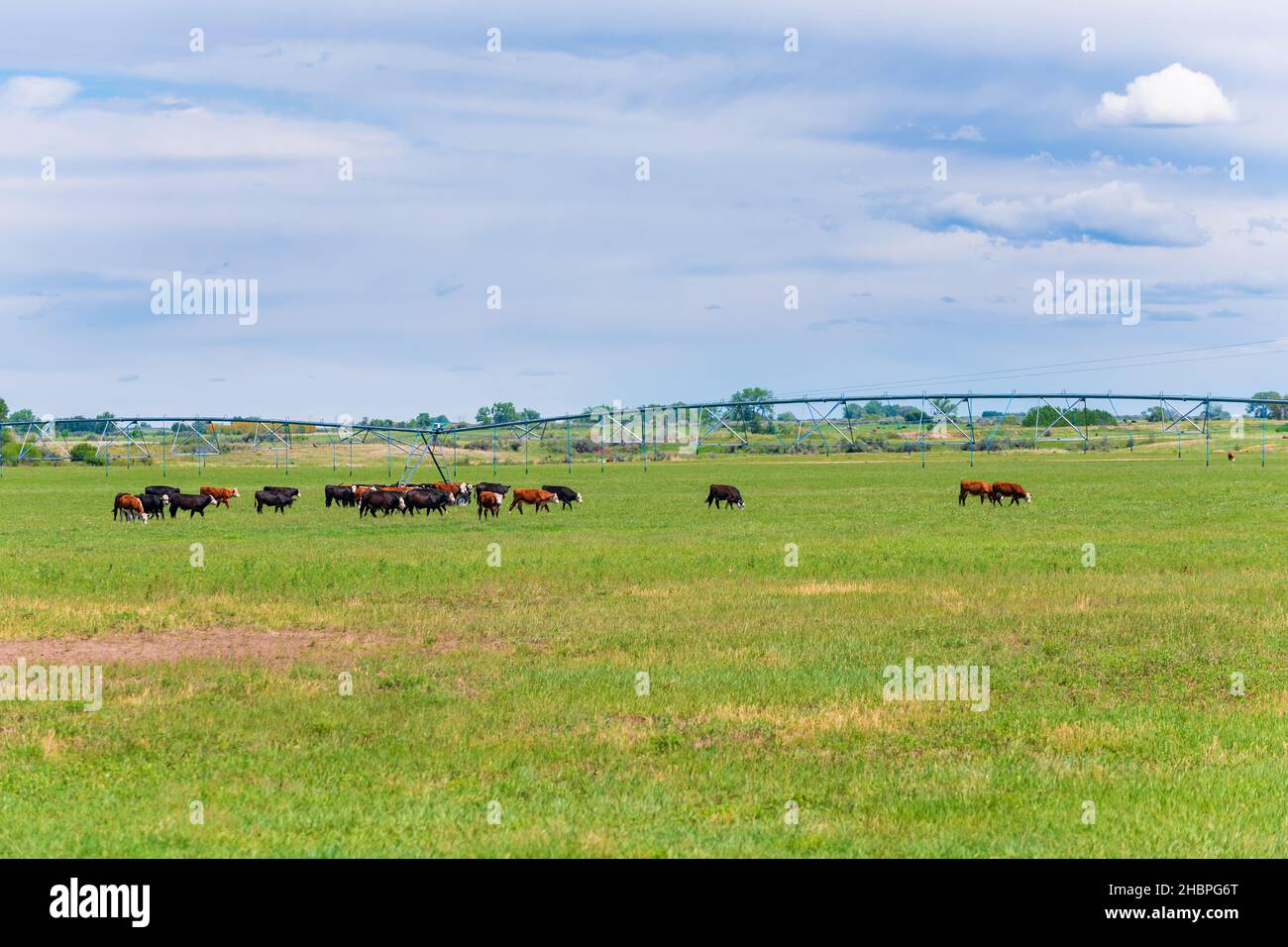 Beef Cattle at pasture in the prairies and foothills of Alberta Canada ...