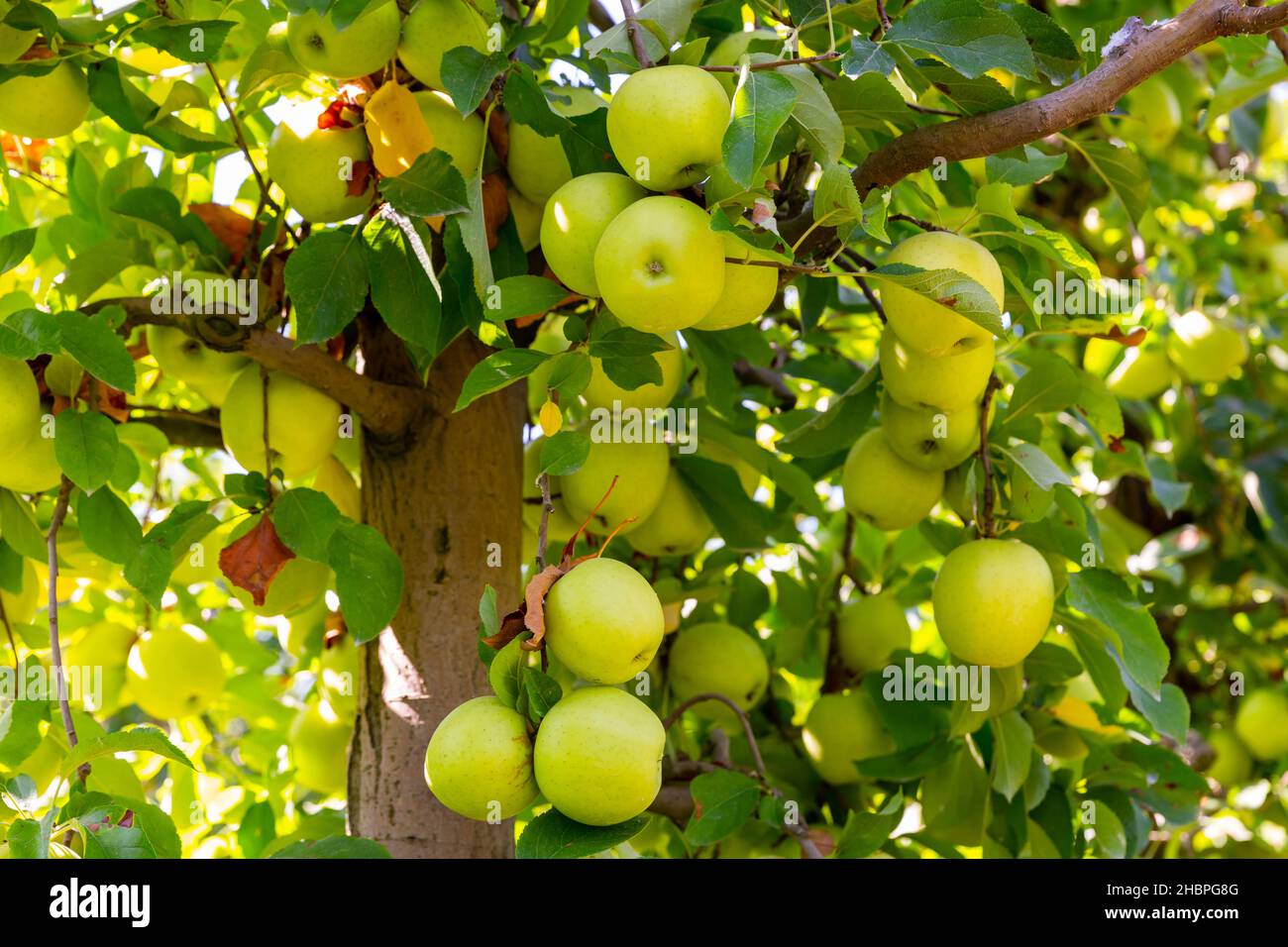 Leafy apple tree branch with apples hanging from it Stock Photo - Alamy