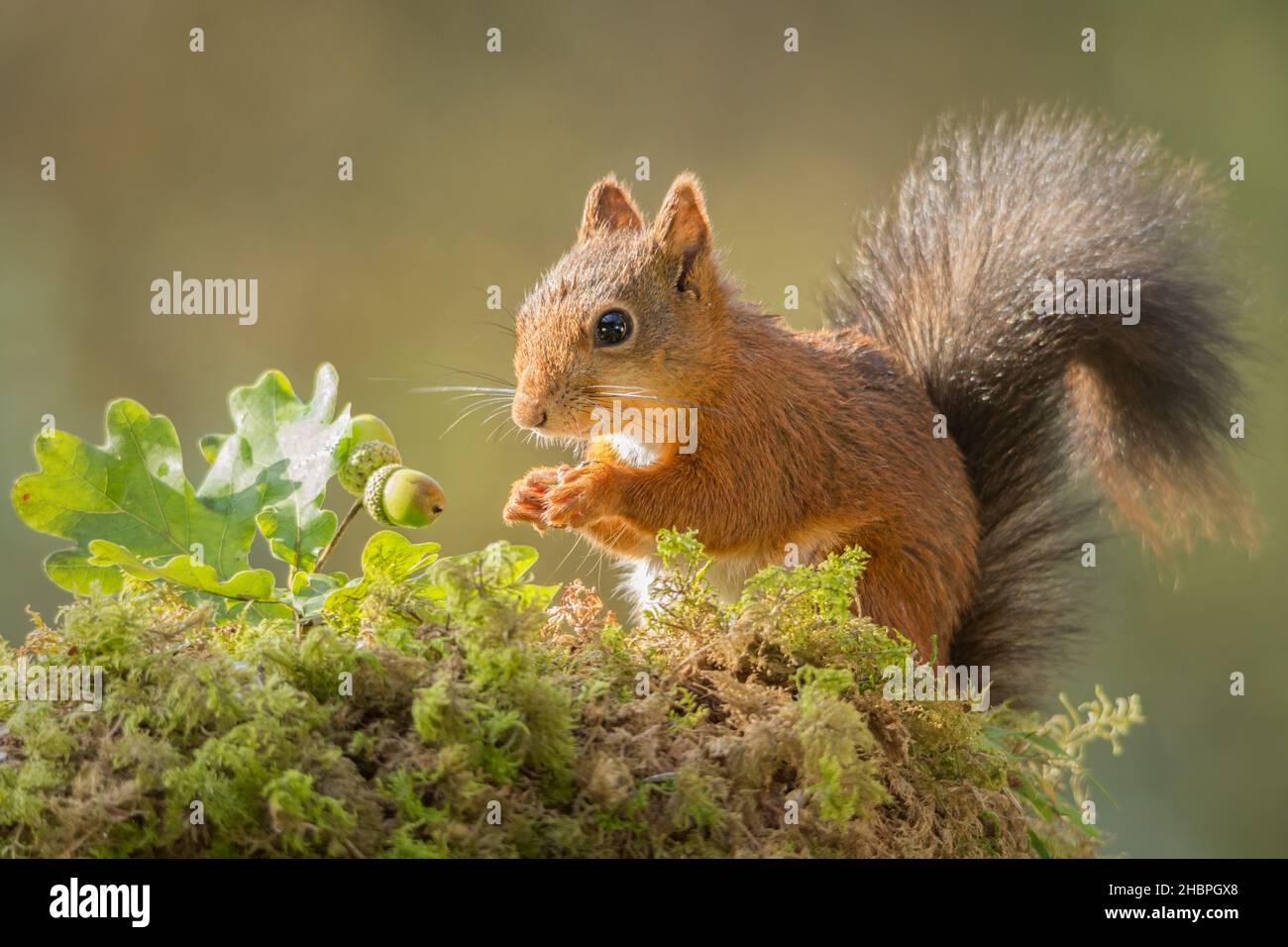 Oak tree female flower hi-res stock photography and images - Alamy