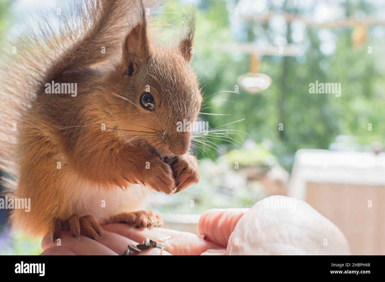 Human and animal balance hi-res stock photography and images - Alamy