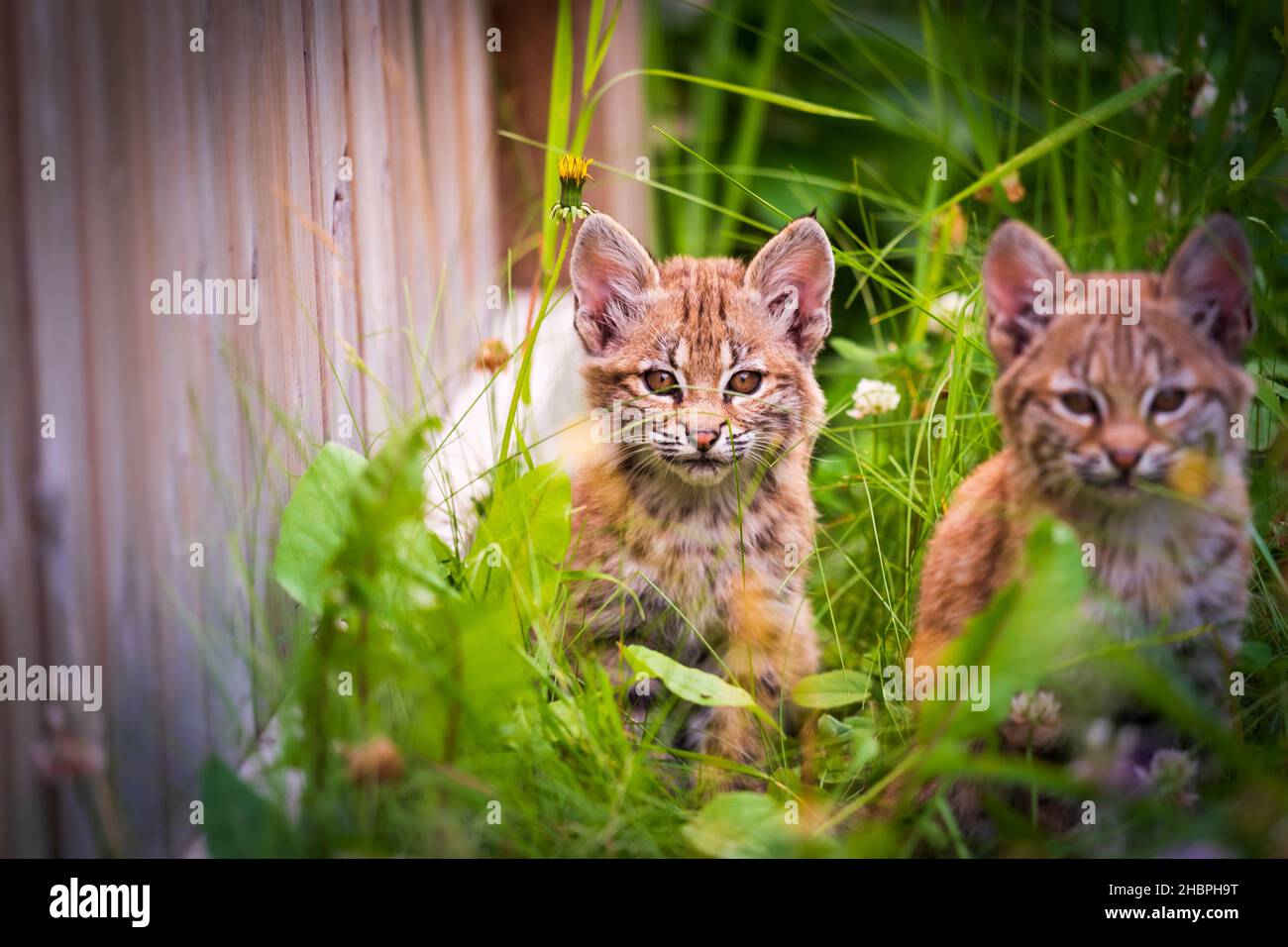 Bobcat mother cub hi-res stock photography and images - Alamy