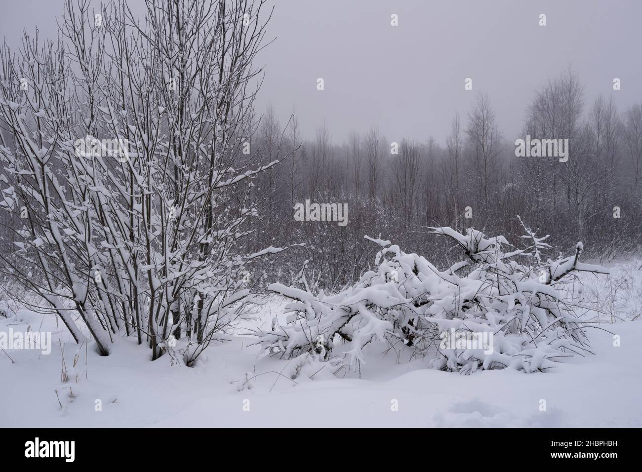 Snow covered bushes after the heavy snowfall Stock Photo - Alamy
