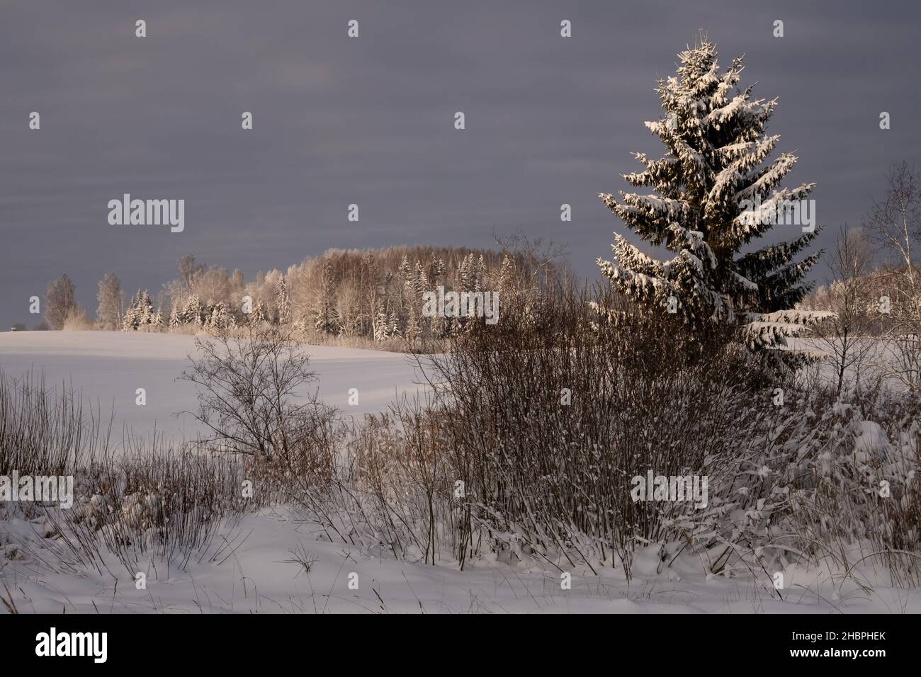 Snowy Christmas tree in cold winter evening, winter landscape Stock ...