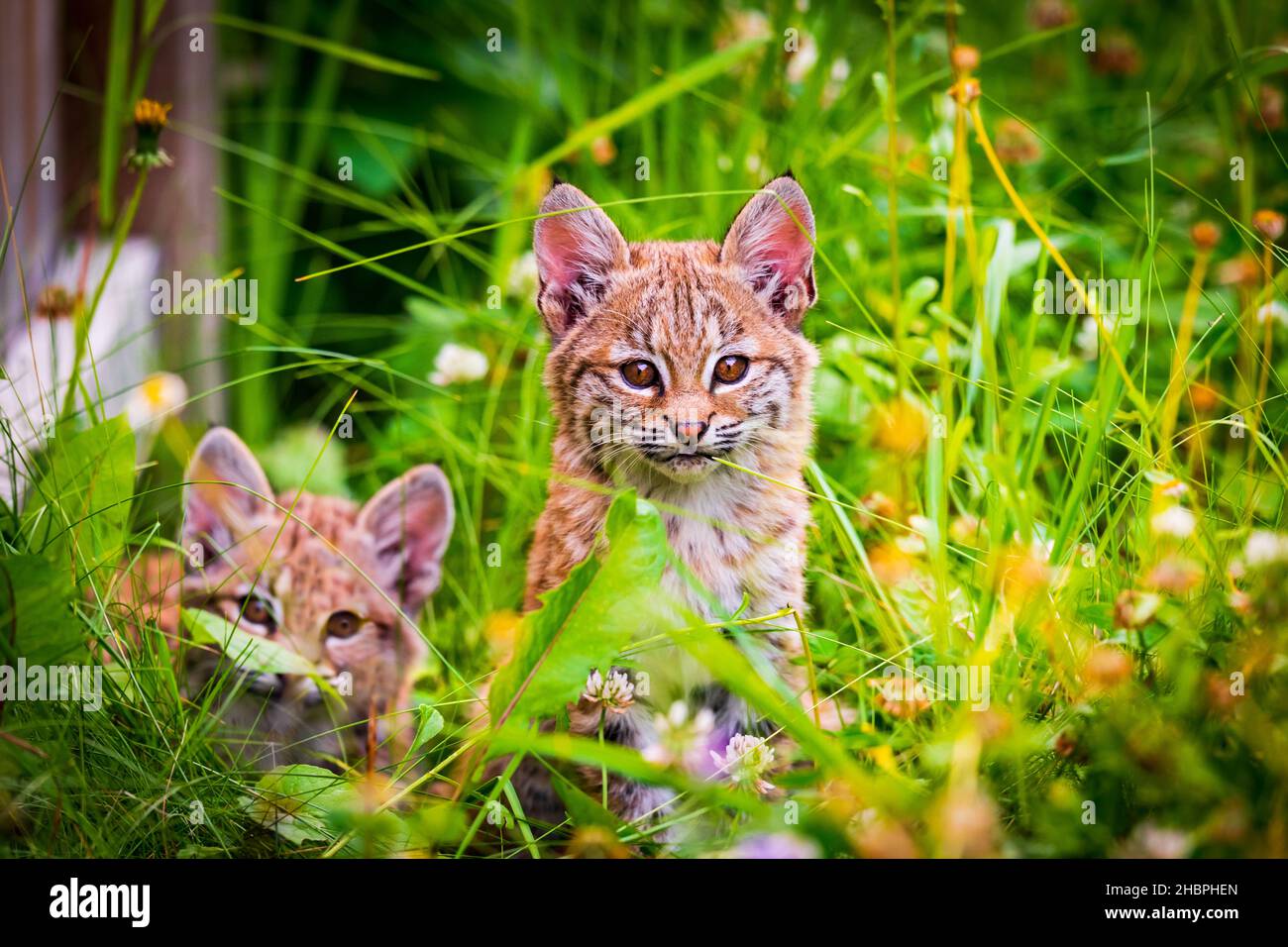 Wild Bobcat mother with three small kittens living in the overgrown ...