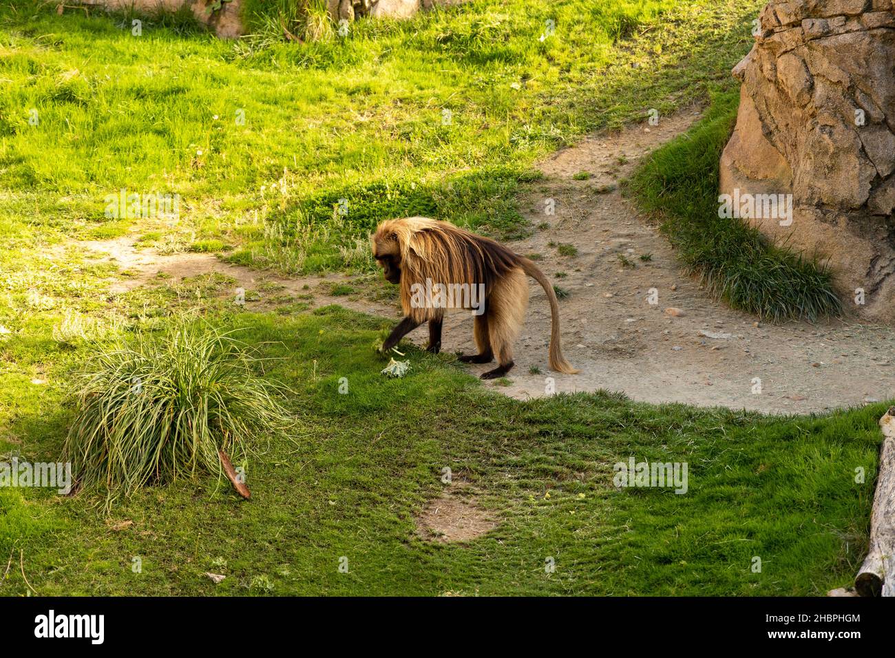 Fluffy monkey hi-res stock photography and images - Alamy