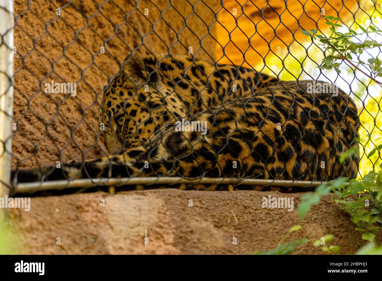 A closeup shot of a leopard lying on the ground in the zoo behind a ...
