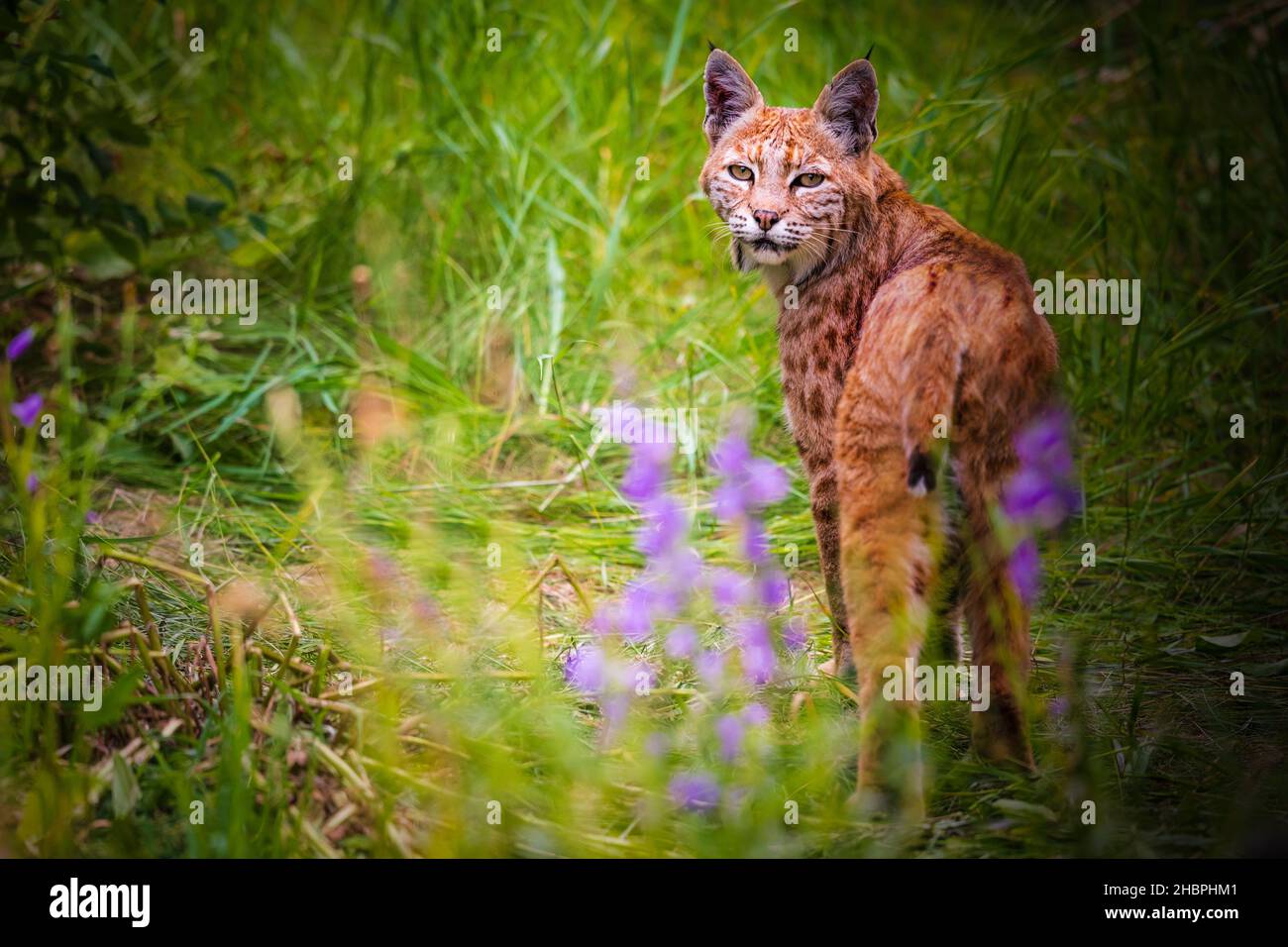 Wild Bobcat in an overgrown backyard in the summer Stock Photo - Alamy