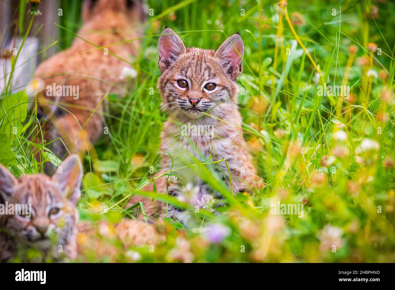 Wild Bobcat mother with three small kittens living in the overgrown ...