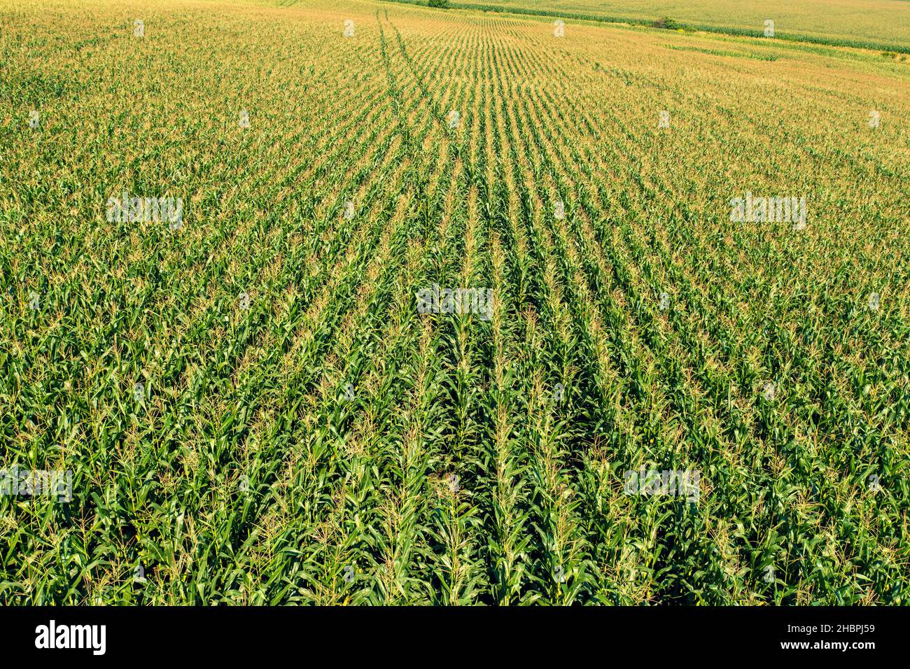 Aerial view of the corn field. Nature agriculture background Stock ...