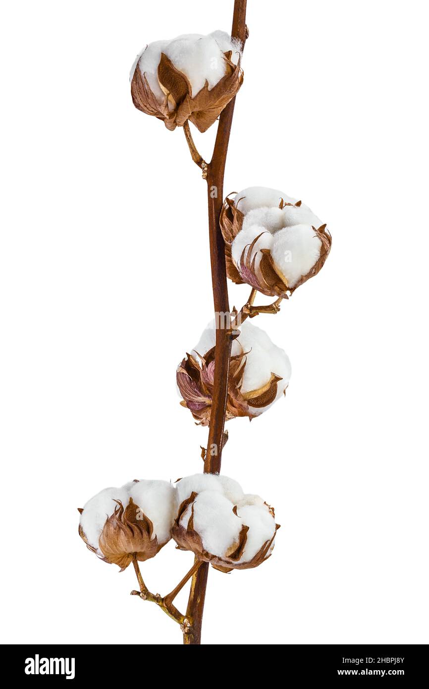 Cotton plant flower branch isolated on white background with clipping ...