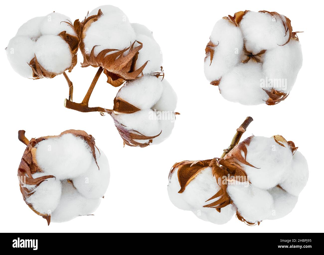Cotton plant flower isolated on white background with clipping path and ...