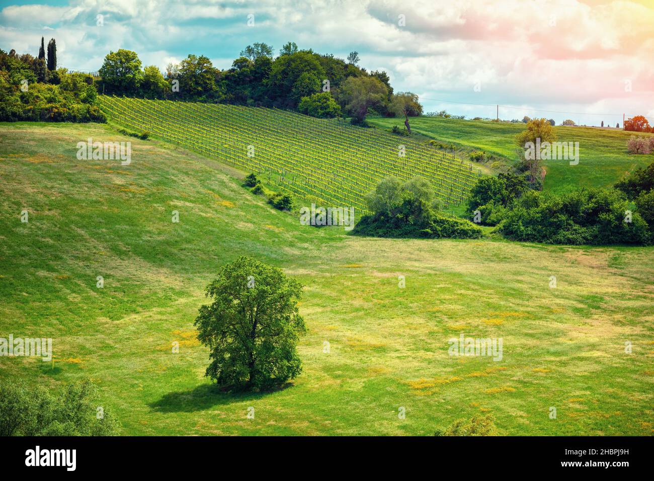 Summer rural landscape. Rolling fields on the hills. Nature background ...