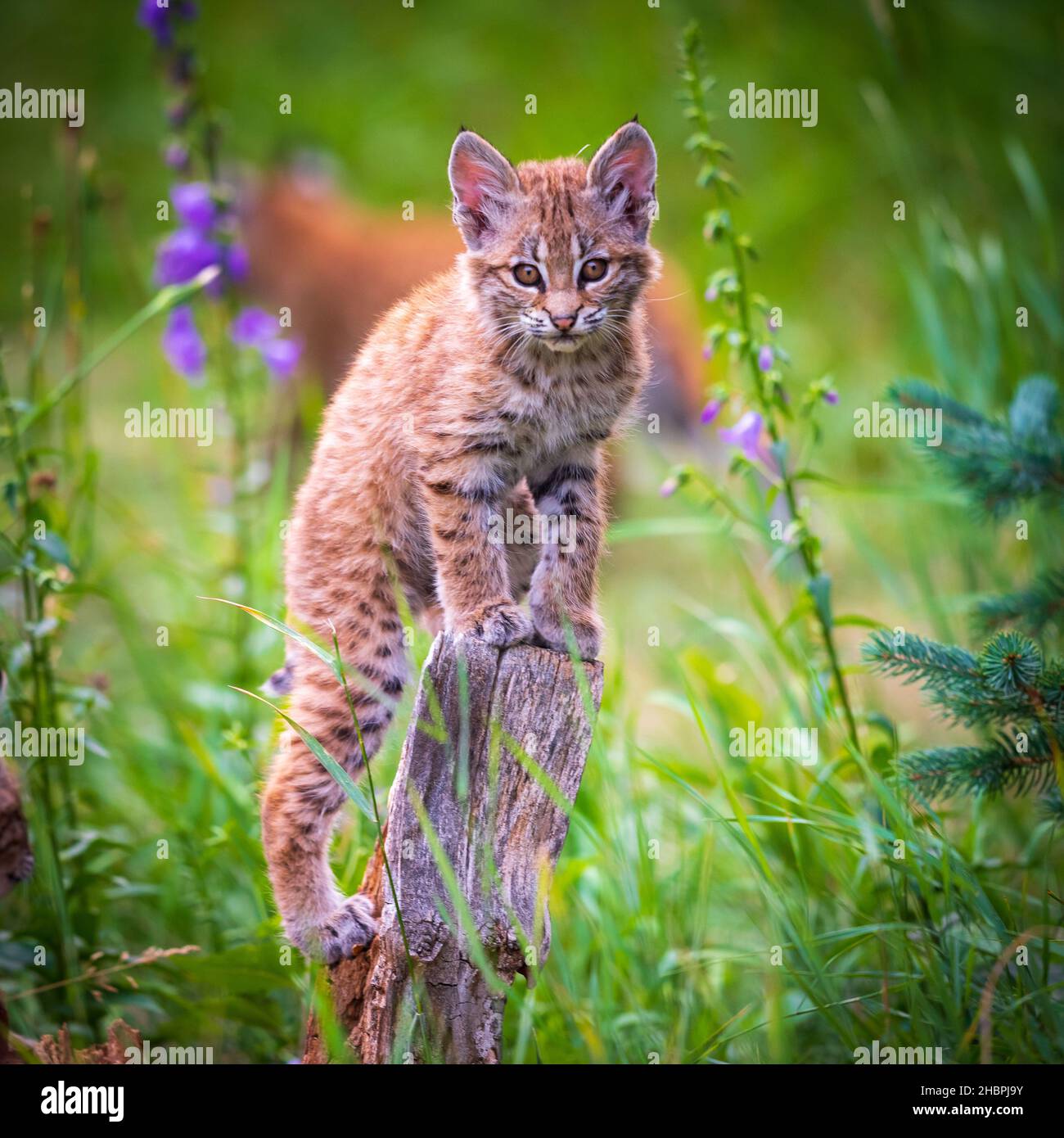 Wild Bobcat mother with three small kittens living in the overgrown ...