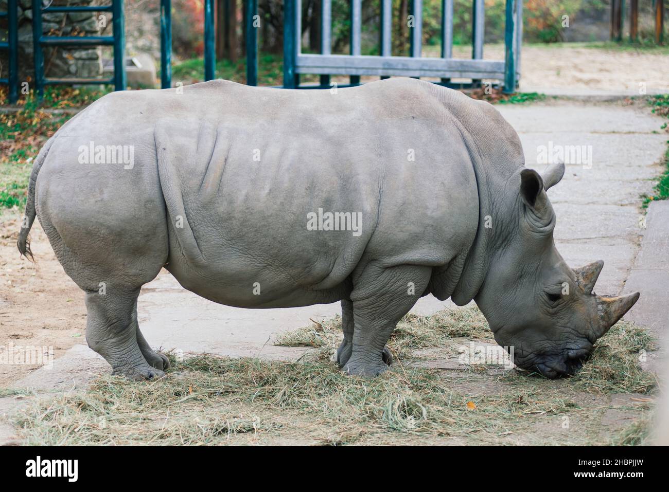 Close up photo of rhino, big old rhinoceros Stock Photo - Alamy