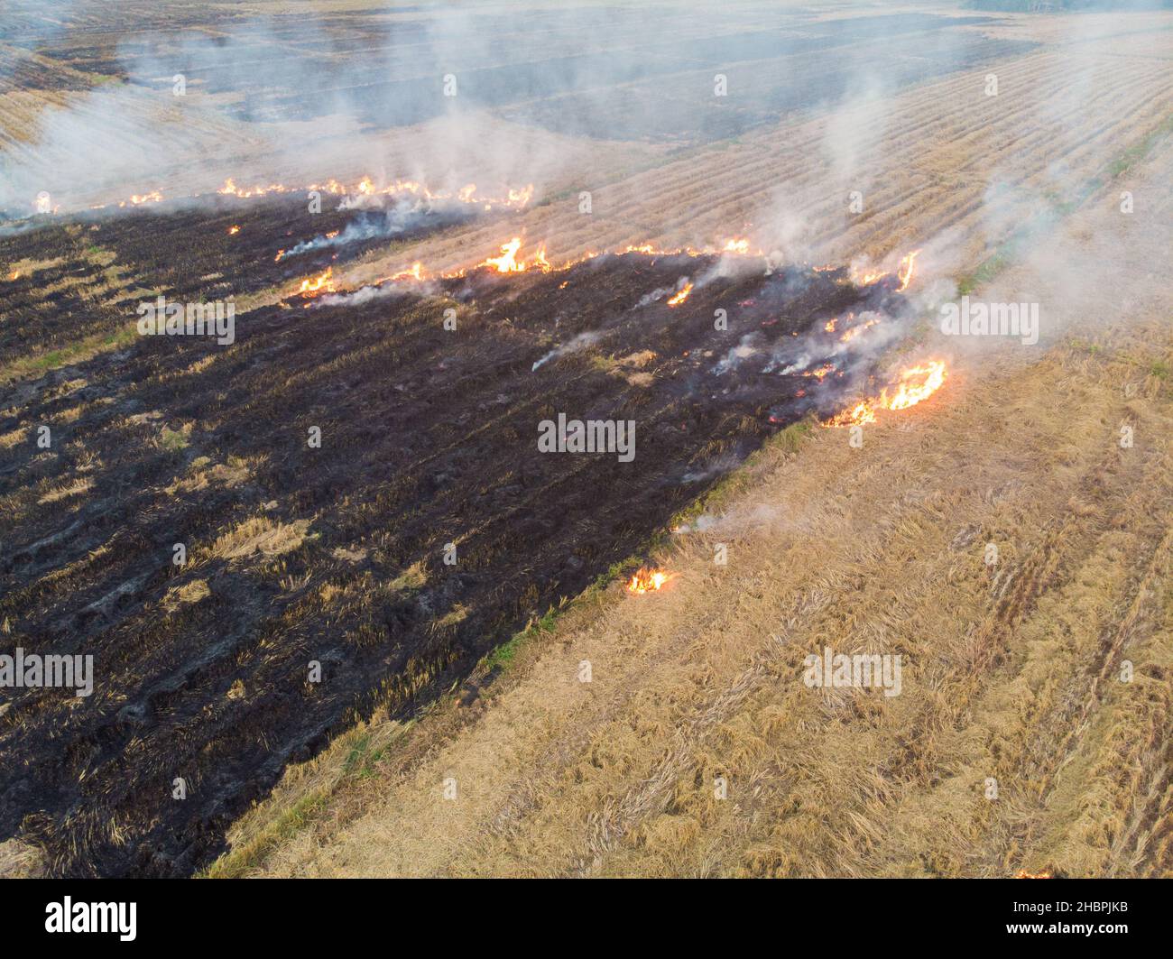 Fire burn on yellow straw rice field with smoke aerial view ...