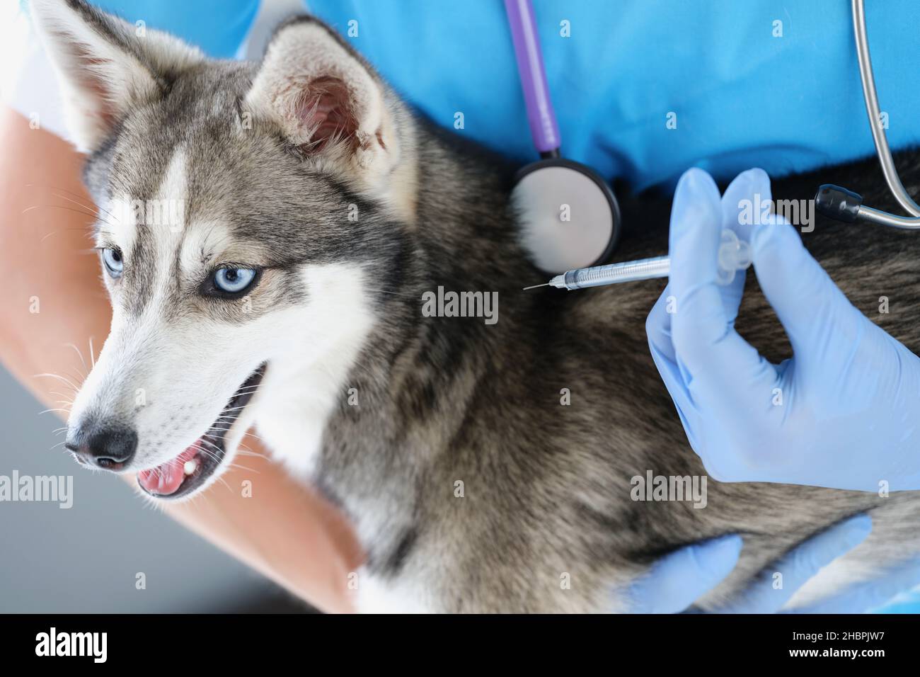 Fluffy husky dog get injection from veterinary doctor, treatment for ...