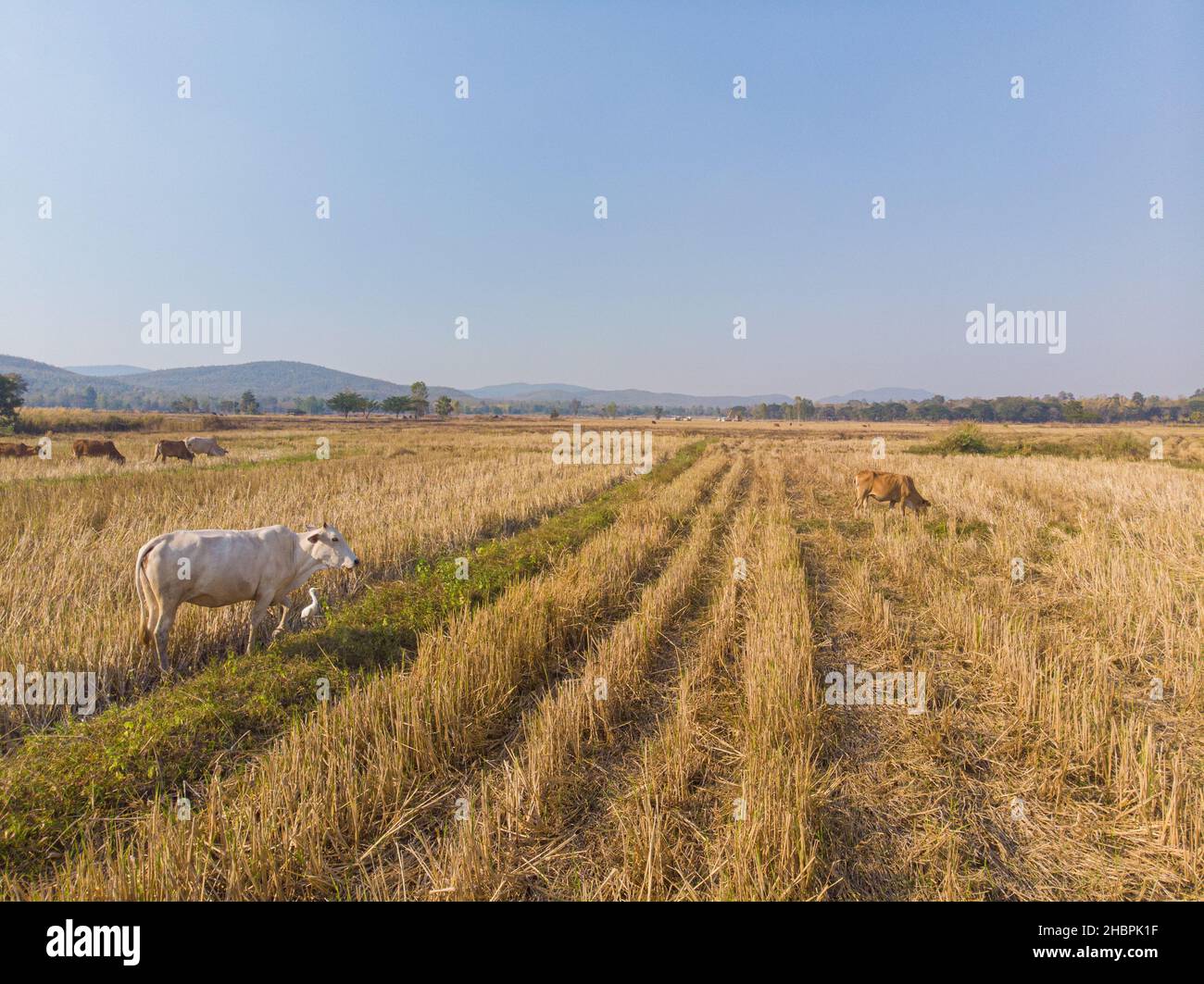Traditional asian cow eating straw in rice field aerial view Stock ...