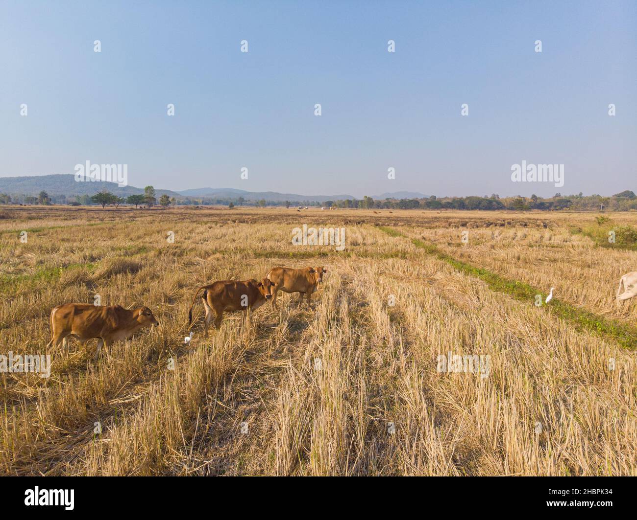 Traditional asian cow eating straw in rice field aerial view Stock ...