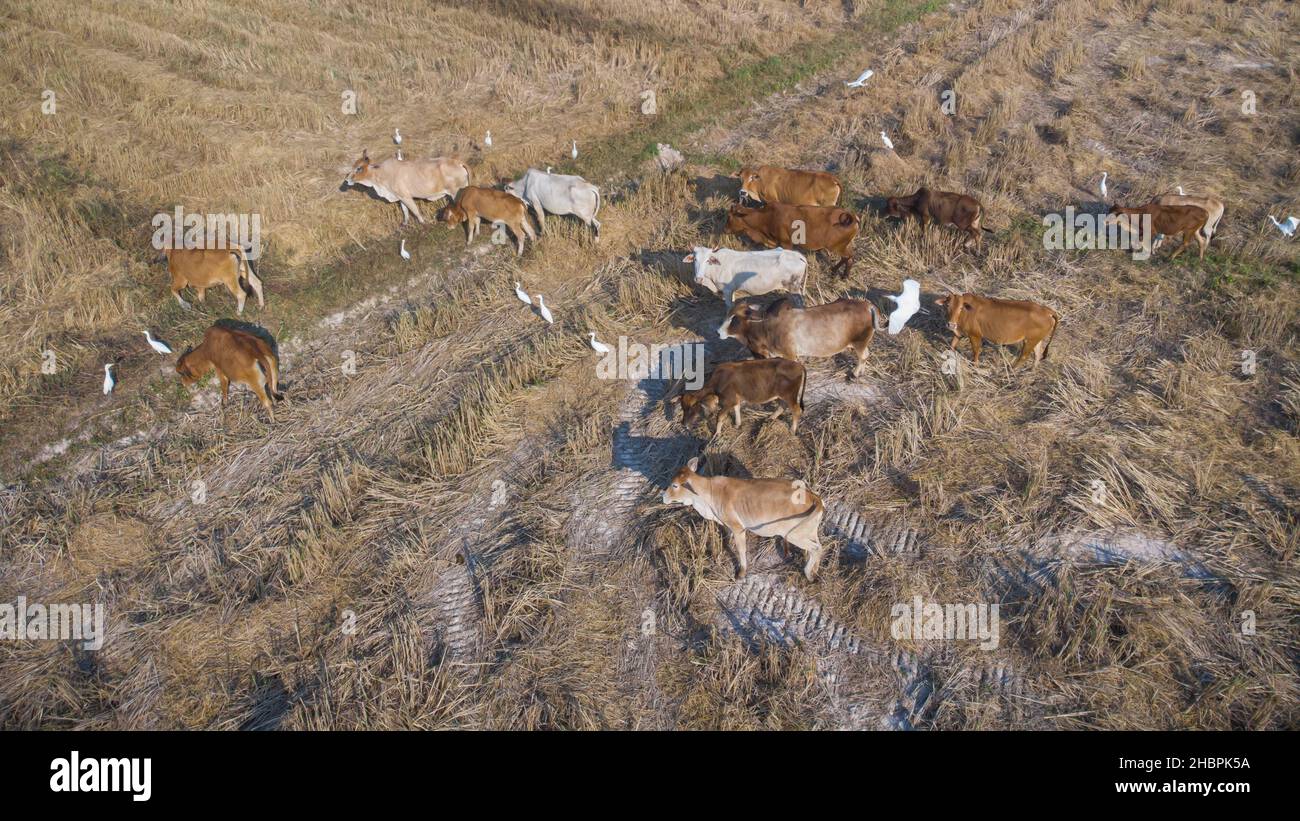 Cattle eating corn hi-res stock photography and images - Alamy