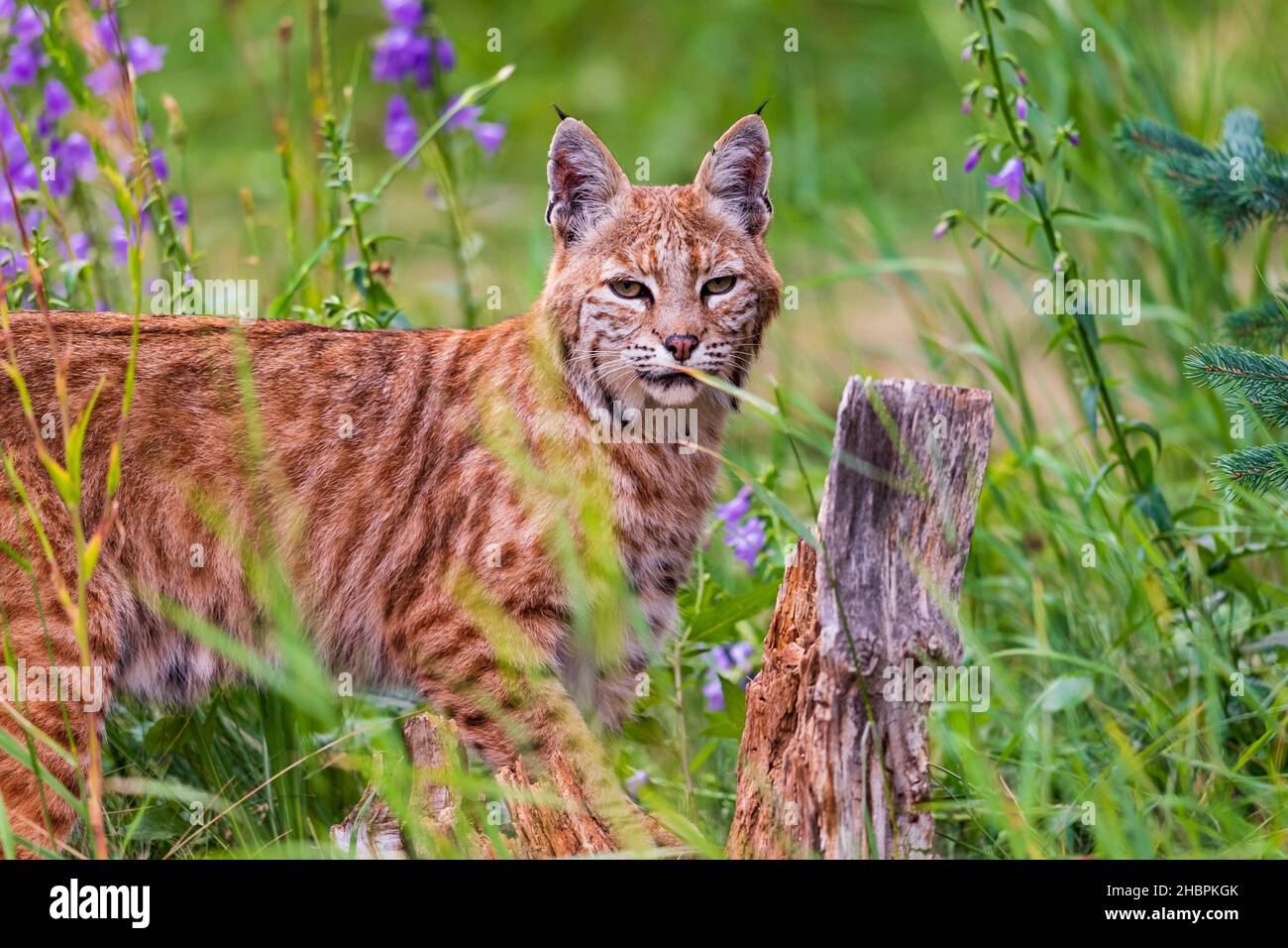 Wild Bobcat mother with three small kittens living in the overgrown ...
