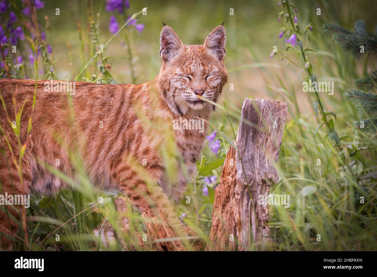 Bobcat mother and kitten hi-res stock photography and images - Alamy