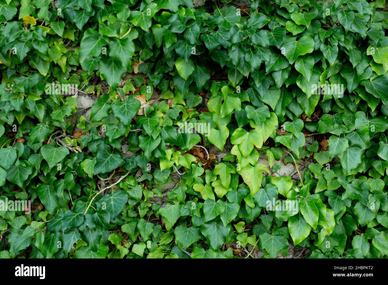 A wall of common ivy (Hedera helix). Natural background or texture ...