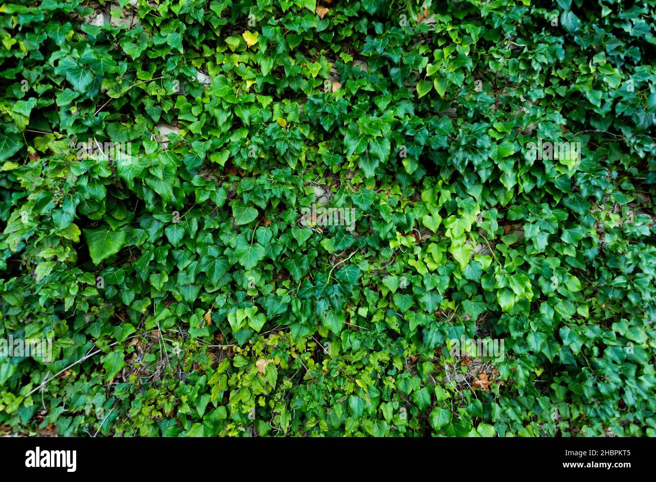 A wall of common ivy (Hedera helix). Natural background or texture ...