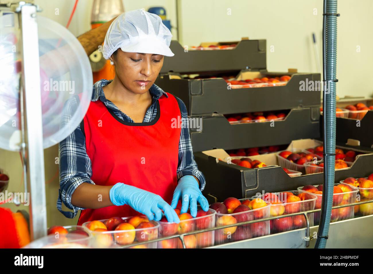 Latino woman sorts fresh peaches on a fruit packing line Stock Photo ...