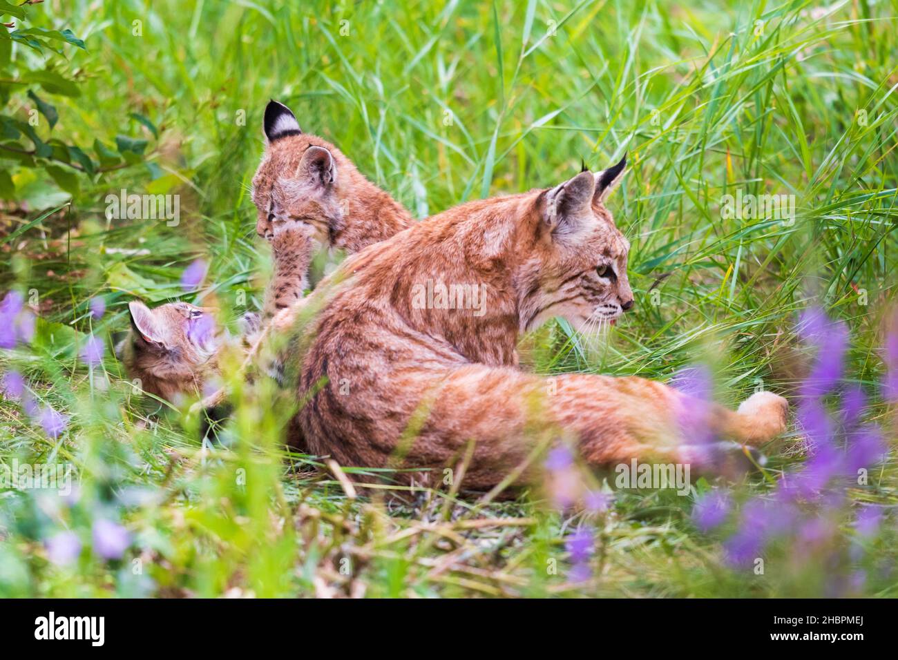 Bobcat mother and kitten hi-res stock photography and images - Alamy