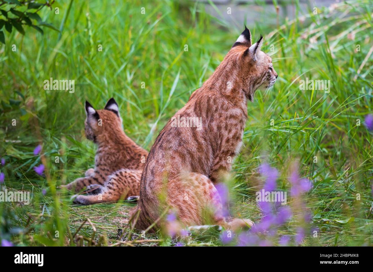 Bobcat mother and kitten hi-res stock photography and images - Alamy