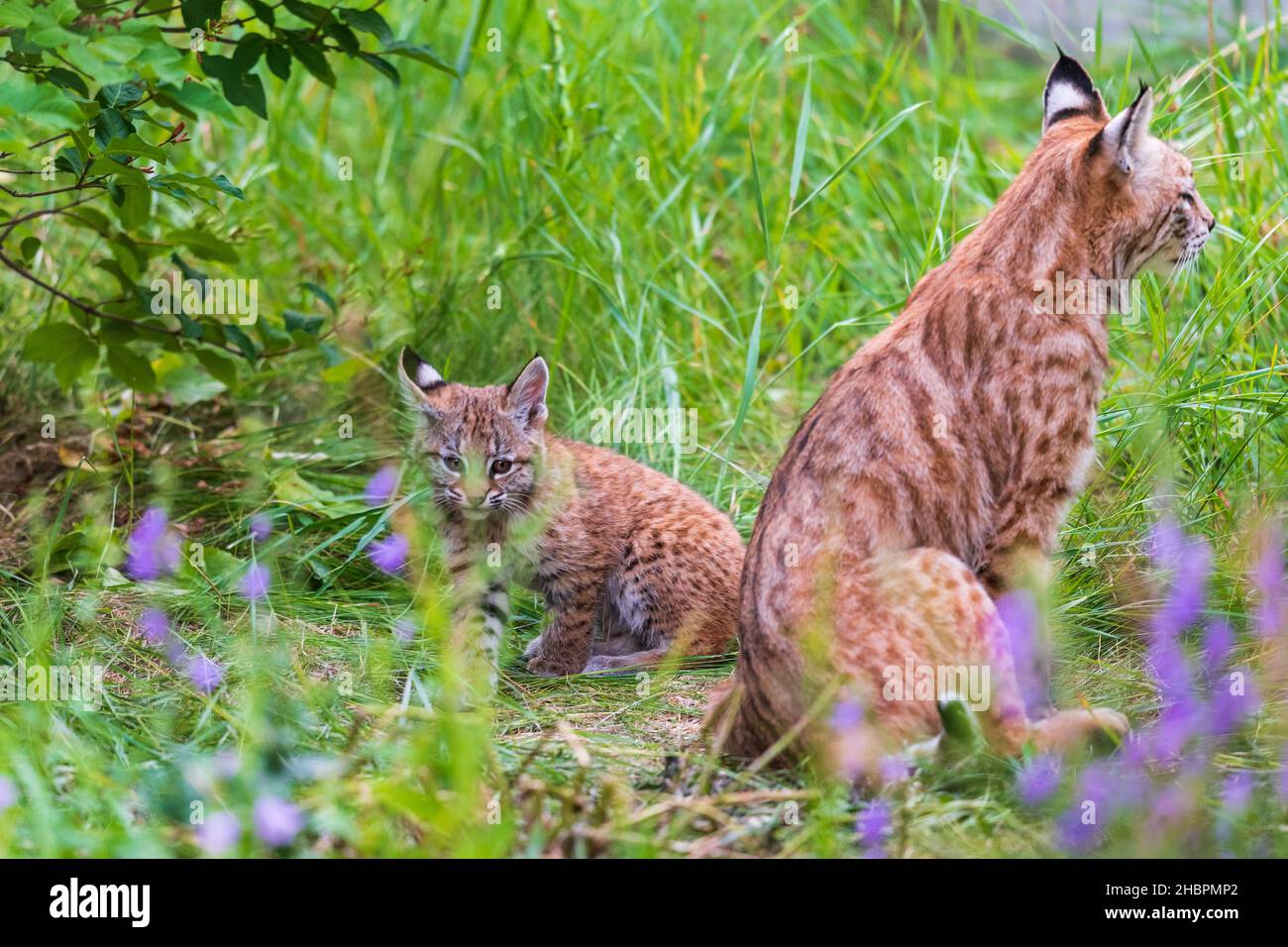 Wild Bobcat mother with three small kittens living in the overgrown ...