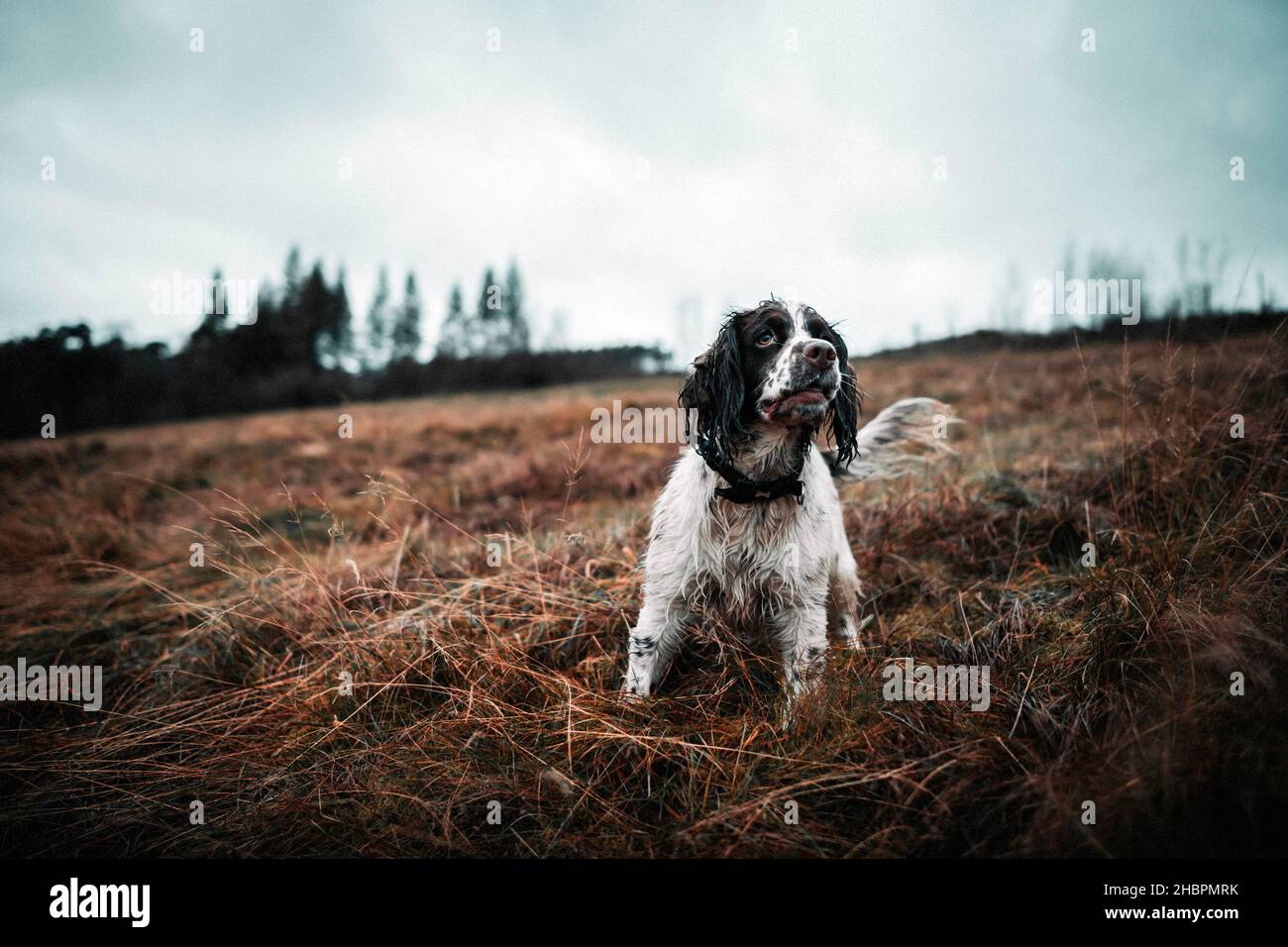 Liver spaniel walking hi-res stock photography and images - Alamy