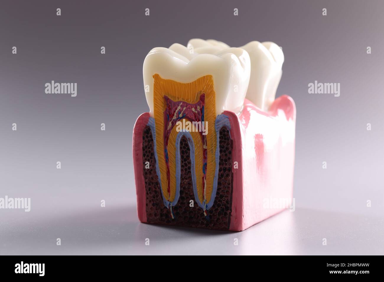Close-up of mock tooth in section, educational model of tooth, anatomy ...
