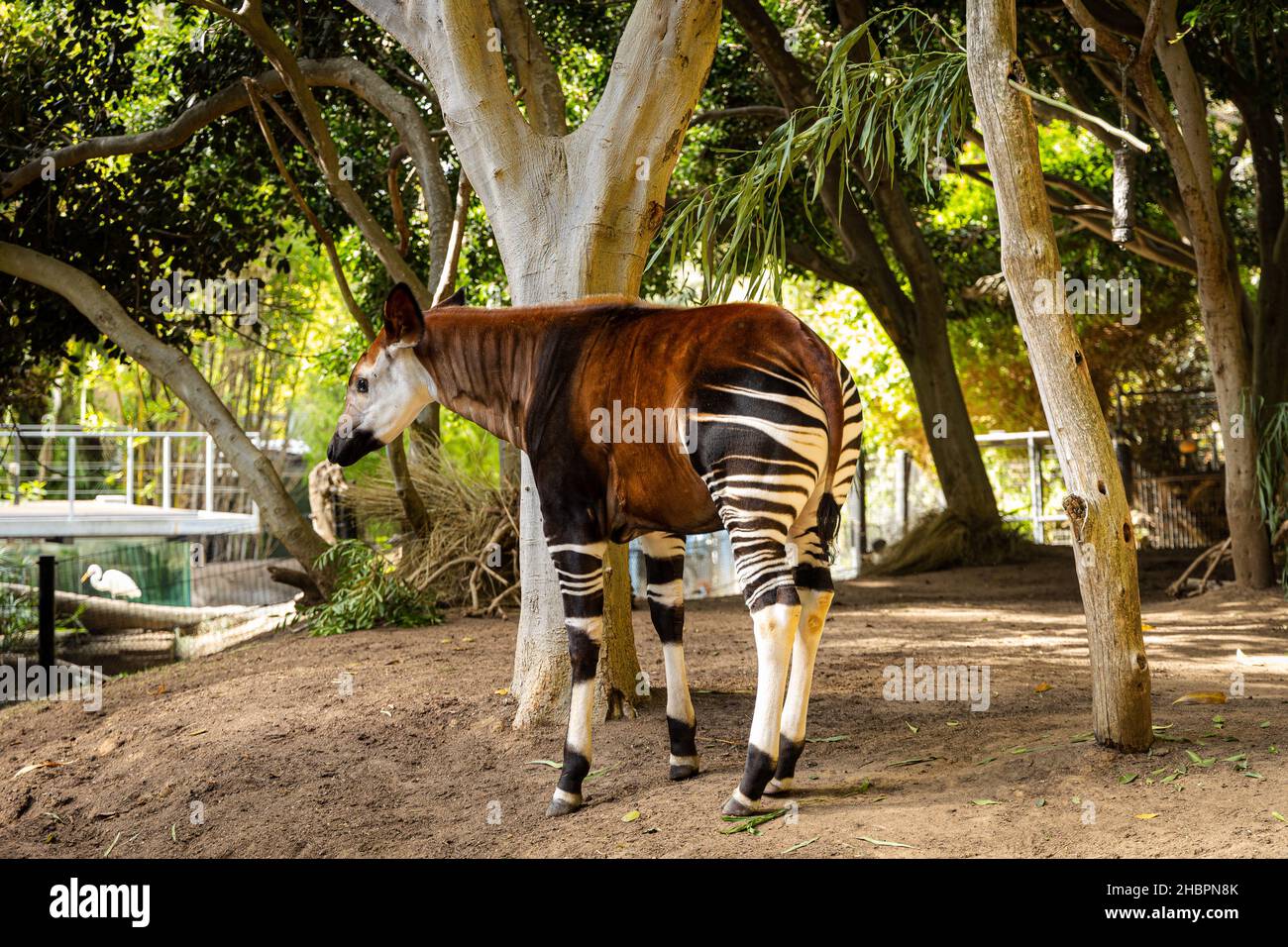 A brown okapi standing under a tree in the zoo Stock Photo - Alamy
