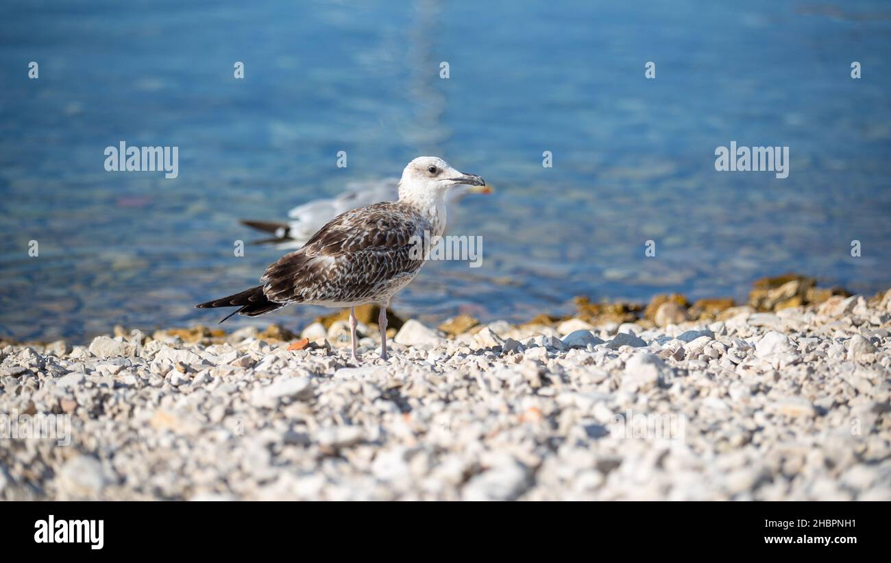 A closeup shot of a Mediterranean Gull on the coast near the blue sea ...