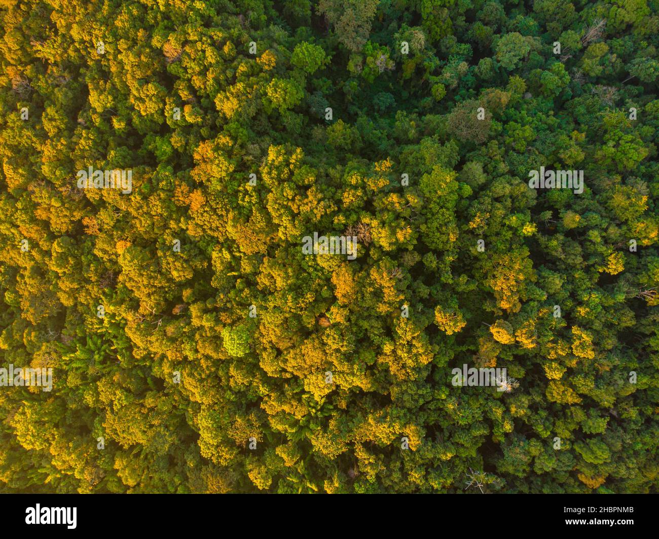 Aerial view green tree forest on mountainn jungle with sun light nature ...
