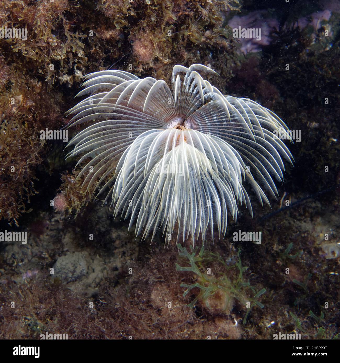 Spiral tube-worm (Sabella spallanzanii) in Mediterranean SEa Stock ...