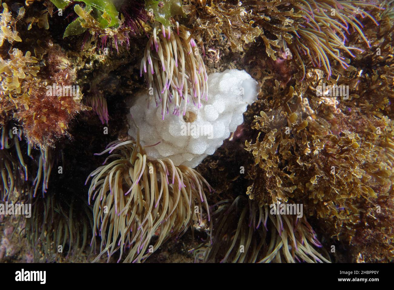 White sea-squirt (Phallusia mammillata) in Mediterranean Sea Stock ...