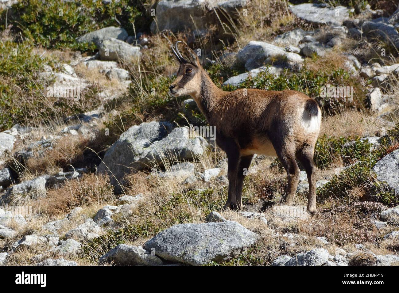 Pyrenean chamois (Rupicapra pyrenaica Stock Photo - Alamy