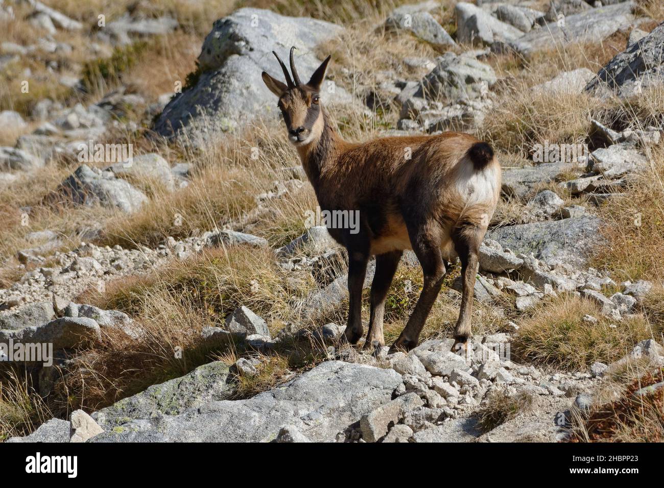 Pyrenean chamois hi-res stock photography and images - Alamy