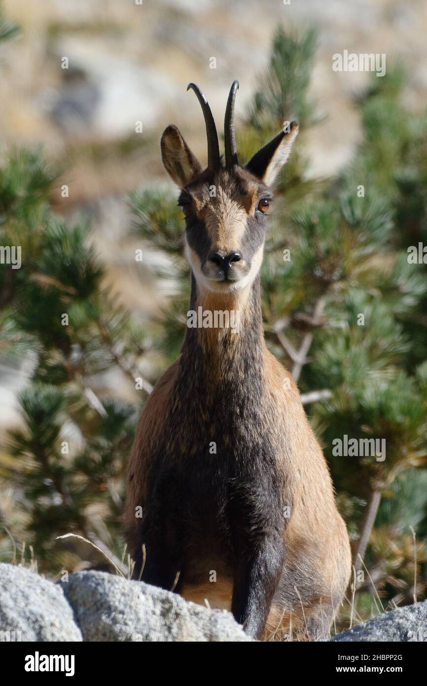 Pyrenean chamois hi-res stock photography and images - Alamy