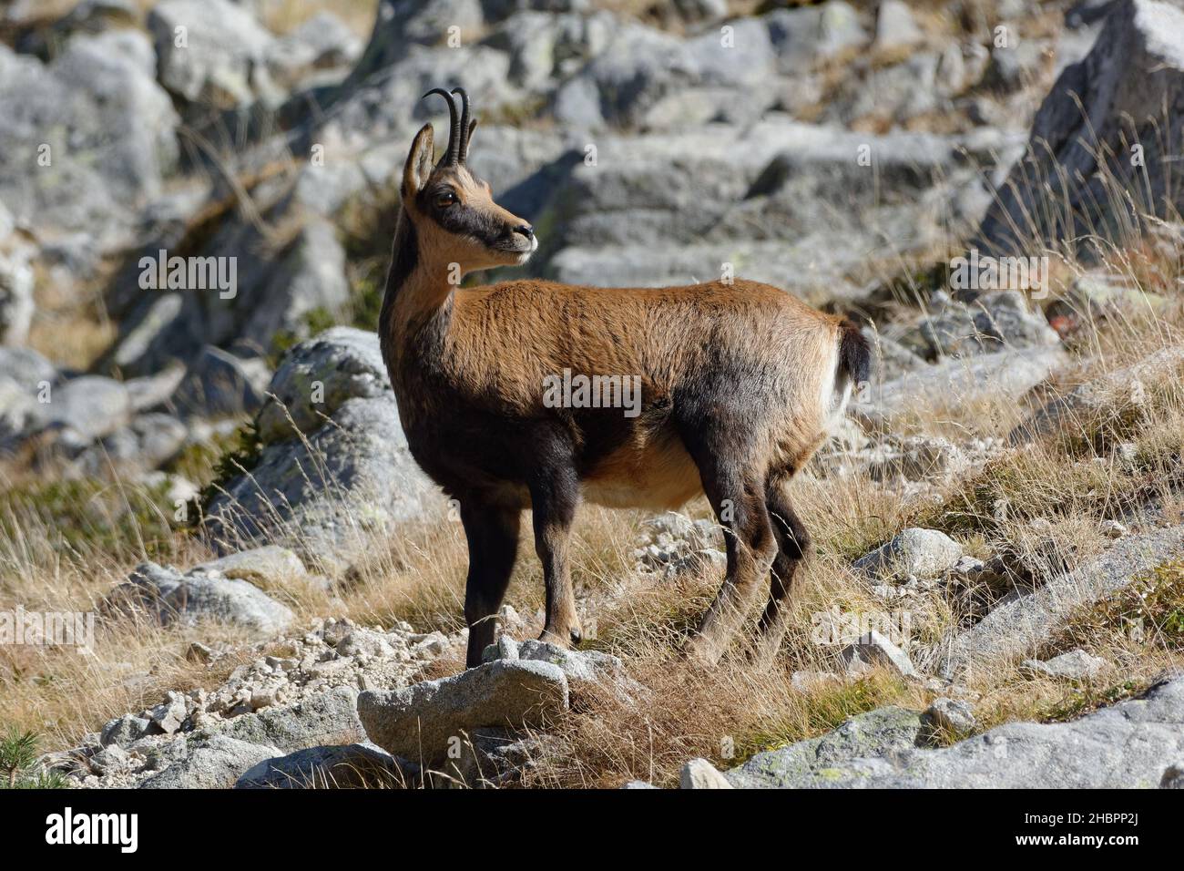 Pyrenean chamois hi-res stock photography and images - Alamy