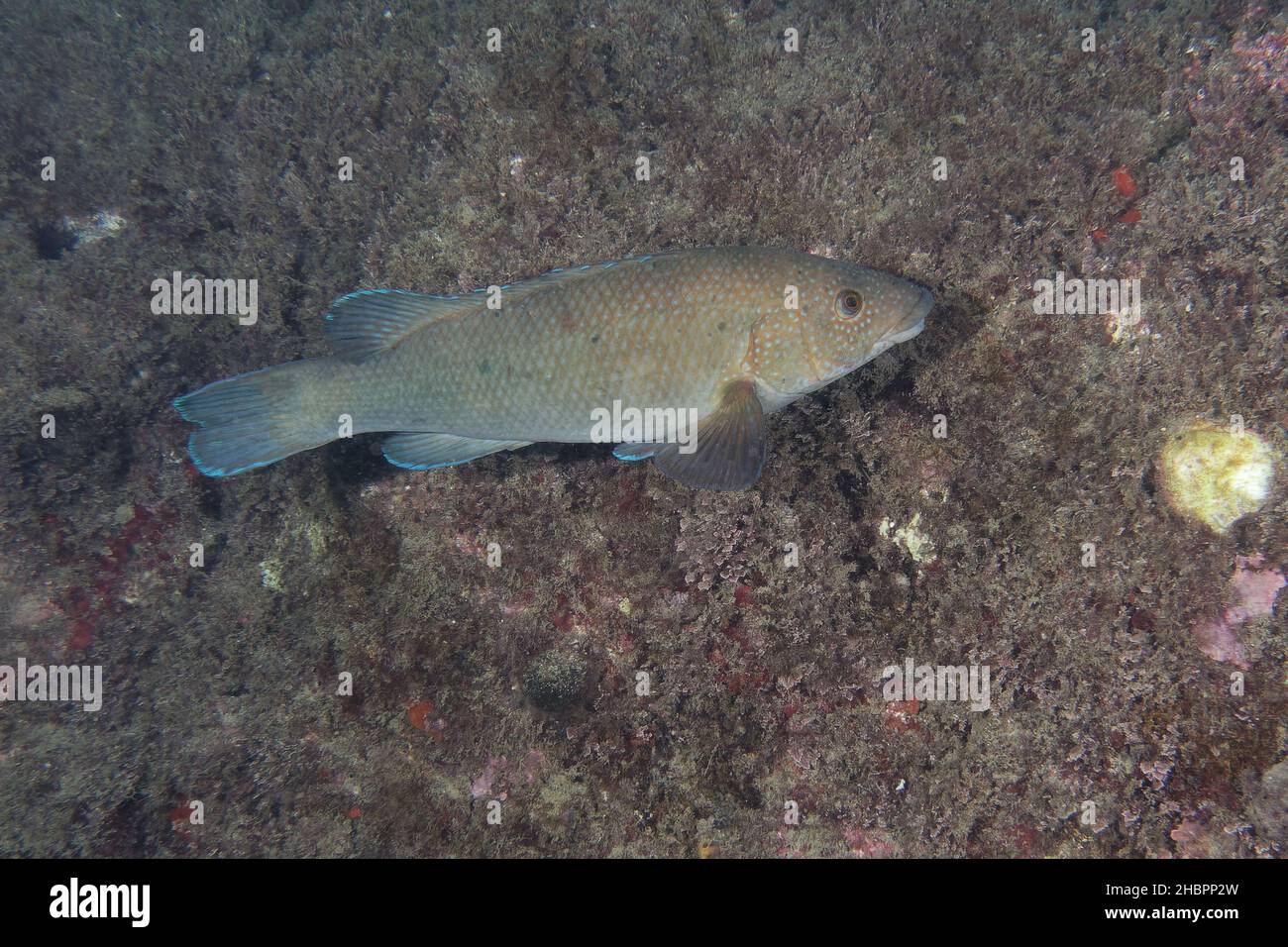 Brown wrasse or Cuckoo wrasse (Labrus merula) in Mediterranean Sea ...