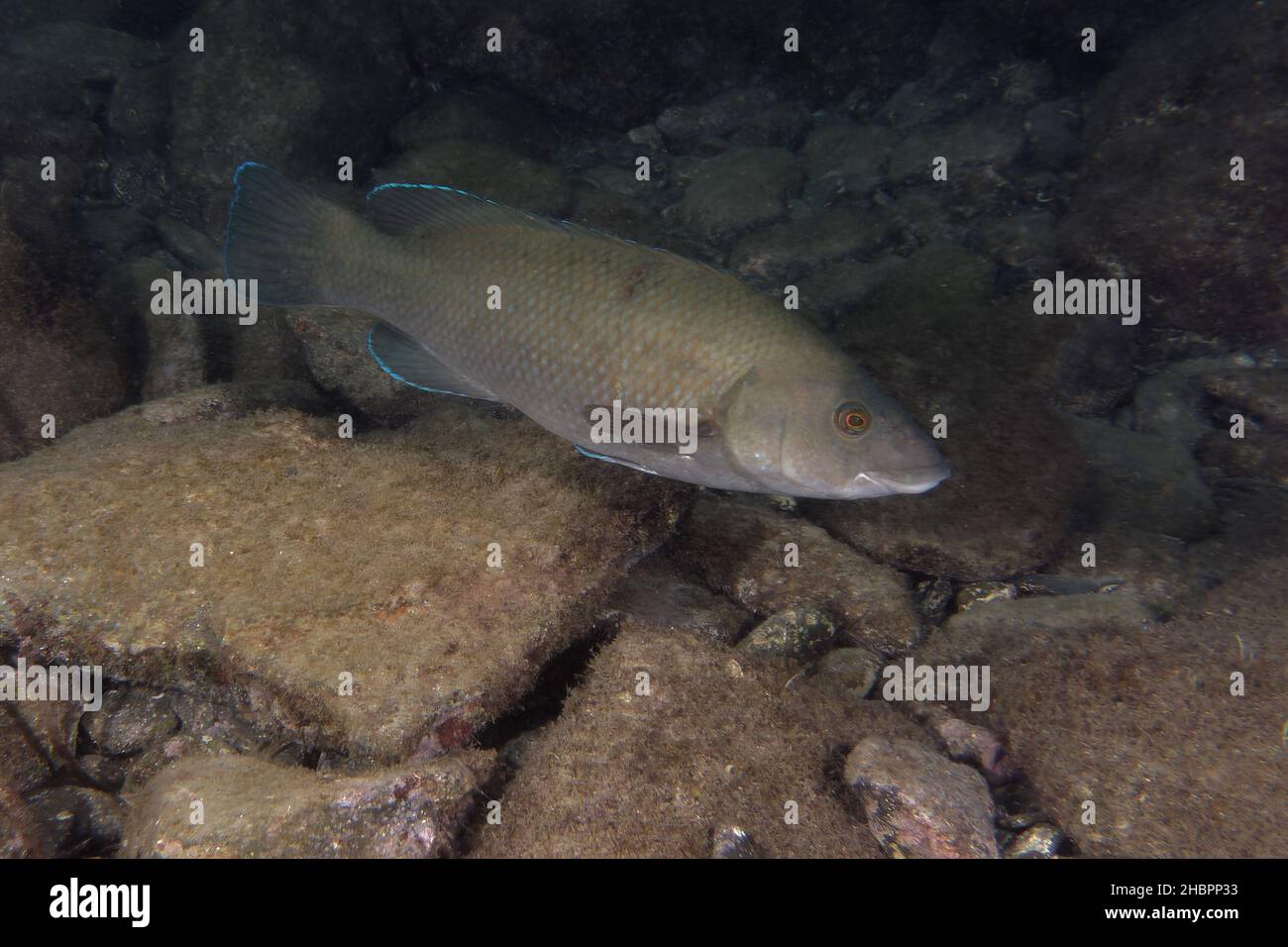 Brown wrasse or Cuckoo wrasse (Labrus merula) in Mediterranean Sea ...