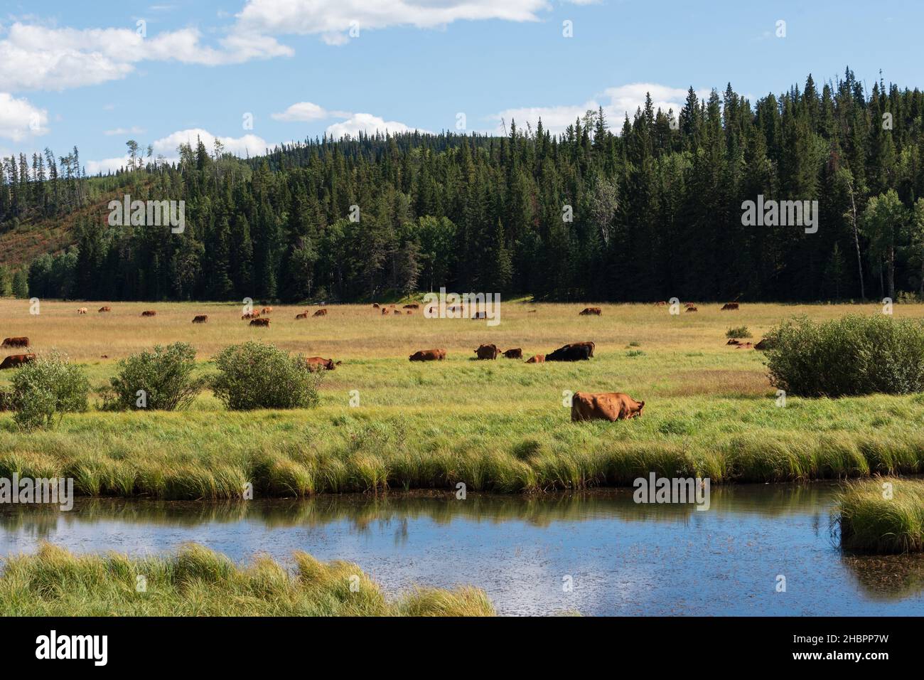 Canada alberta cow beef hi-res stock photography and images - Alamy